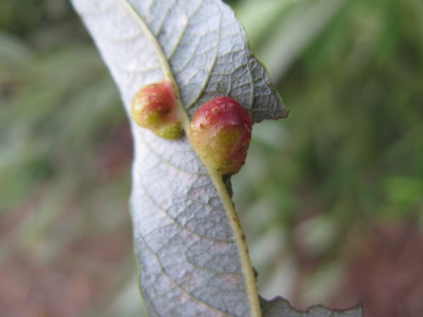 Willow Apple Gall Sawfly | Project Noah