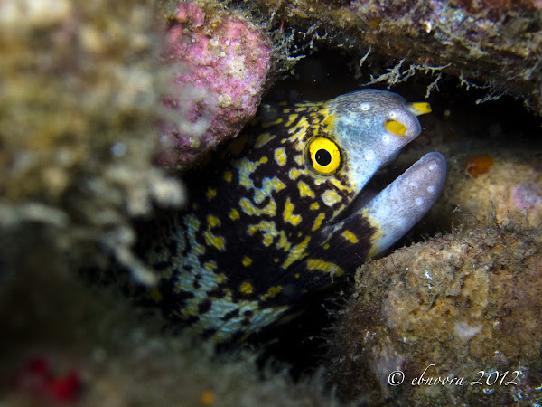 Snowflake Moray Eel, Starry Moray Eel | Project Noah