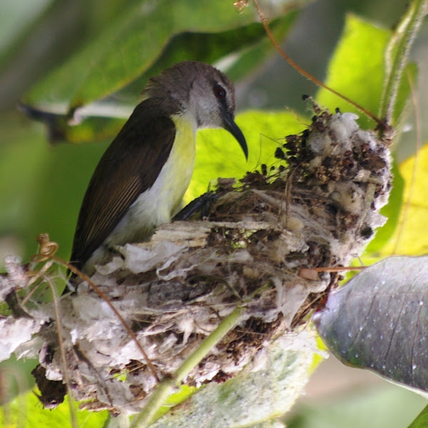 The Purple Sunbird - female in nest | Project Noah