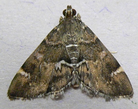 Spotted Beet Webworm Moth | Project Noah