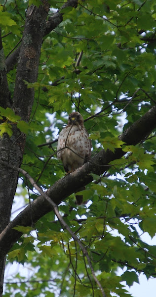 Red tailed hawk | Project Noah