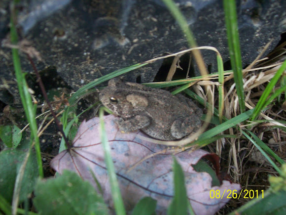 American Toad | Project Noah
