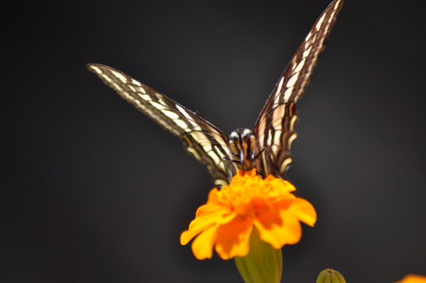 Pale Tiger Swallowtail | Project Noah