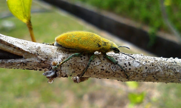Golden Dust Weevil | Project Noah