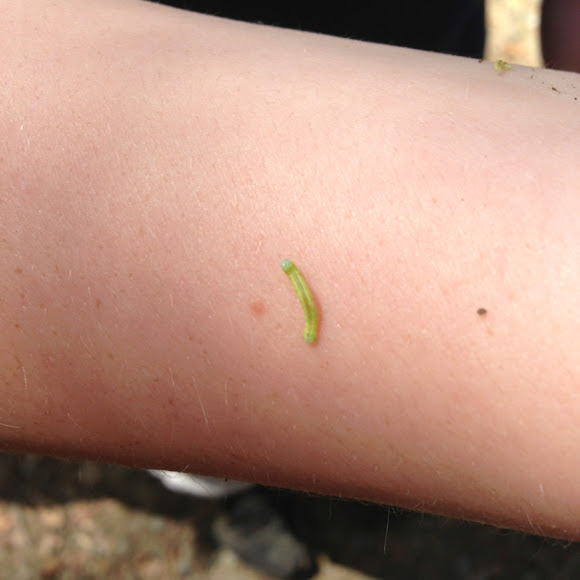 Inchworm | Project Noah