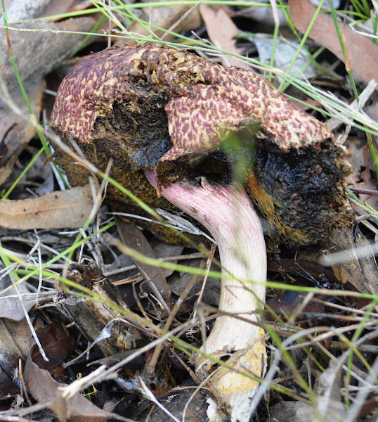 Boletellus ananas Fungi | Project Noah