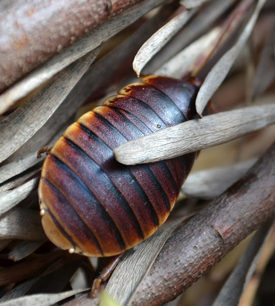 Table Mountain Cockroach | Project Noah