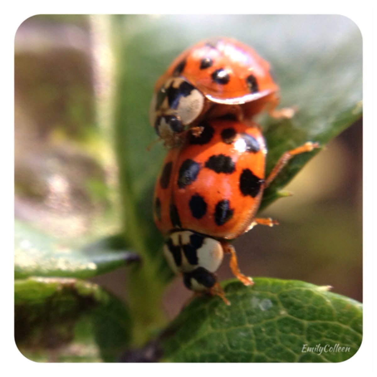 Harlequin ladybird, Asian lady beetle or Japanese ladybug | Project Noah