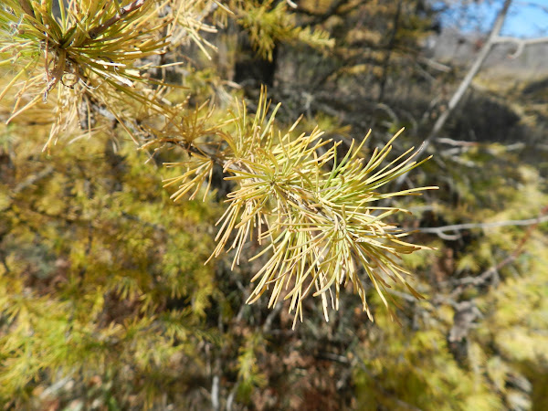 Tamarack Tree | Project Noah