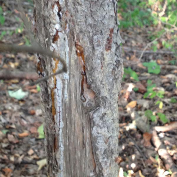 White-tailed deer antler rub on spruce tree | Project Noah