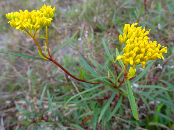 Yellowtop | Project Noah