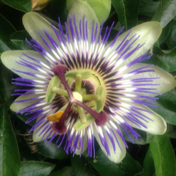 Blue Passionflower | Project Noah