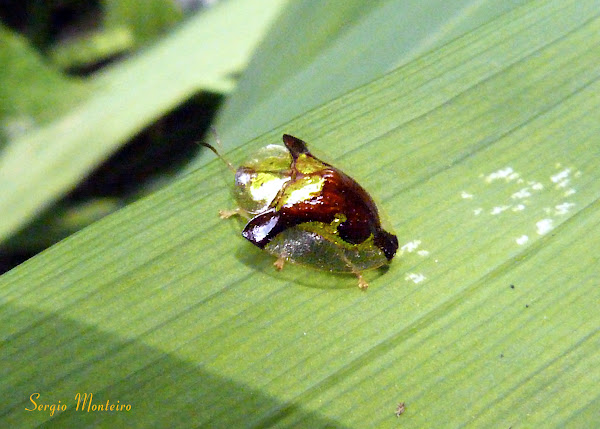 Golden tortoise beetle | Project Noah