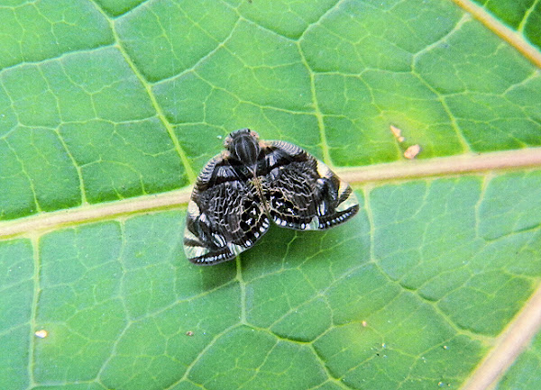 Ricaniid planthopper | Project Noah