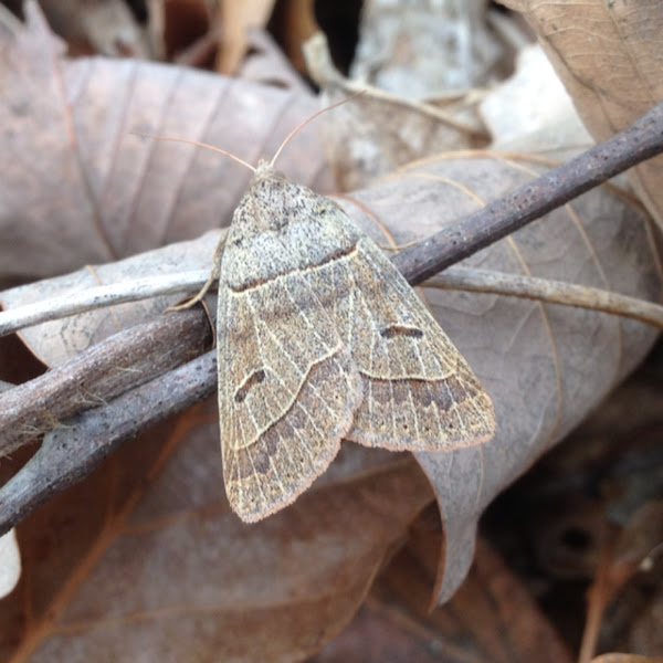 Common Oak Moth | Project Noah