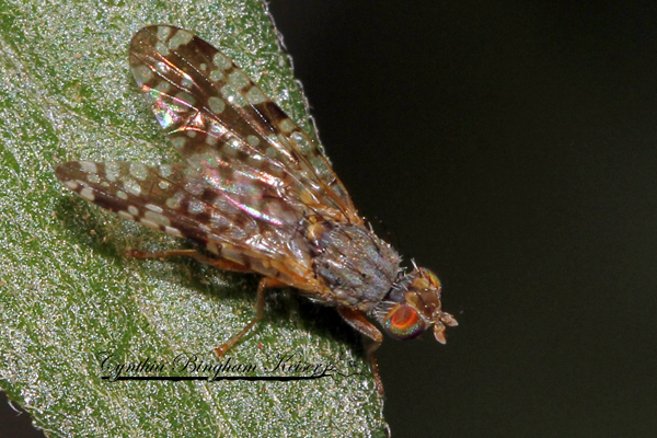 Sunflower Seed Maggot | Project Noah