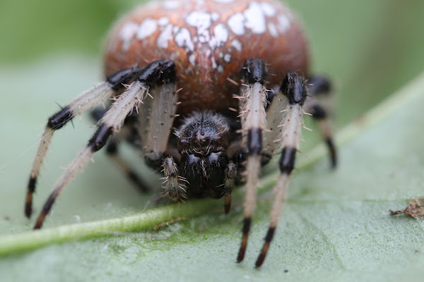 Shamrock spider | Project Noah