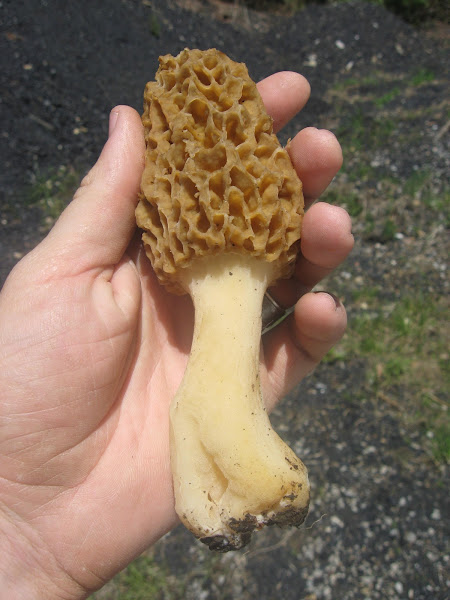 Yellow Morel | Project Noah