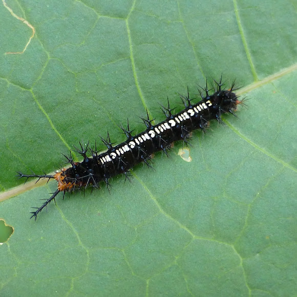 Angled Castor caterpillar | Project Noah