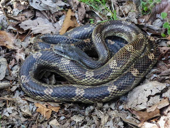 Gray ratsnake | Project Noah