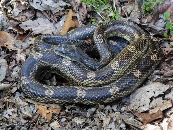 Gray ratsnake | Project Noah