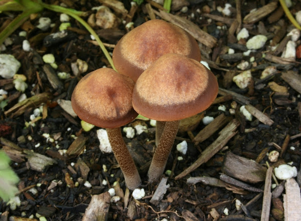 Banded Mottlegill | Project Noah