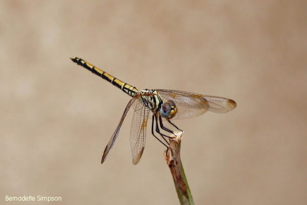 Violet Dropwing | Project Noah