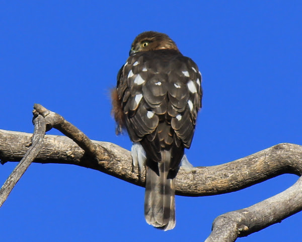 Sharp Shinned Hawk Juvenile | Project Noah
