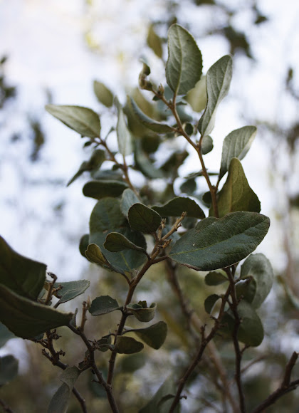 Lilén | Project Noah