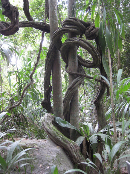 Giant Pepper Vine | Project Noah