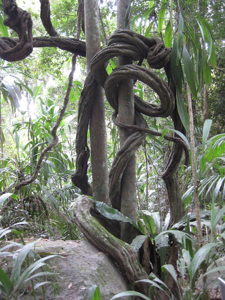 Giant Pepper Vine | Project Noah