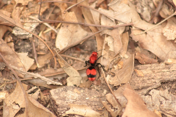Red Velvet Ant or Cow Killer | Project Noah