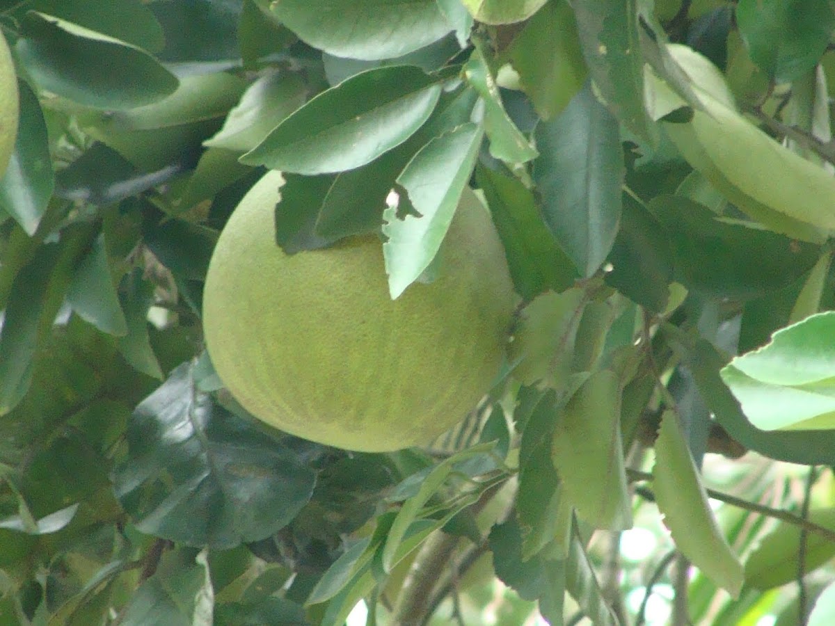 Batabi lebu (বাতাবি লেবু ) in Bengal. | Project Noah
