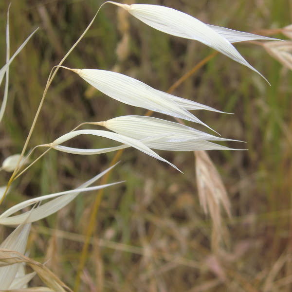 Bromus diandrus | Project Noah