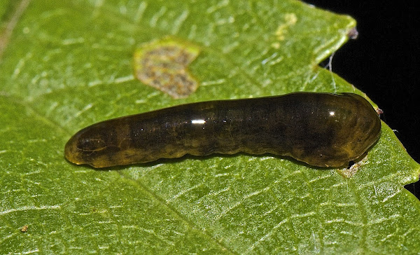 Pear Slug | Project Noah