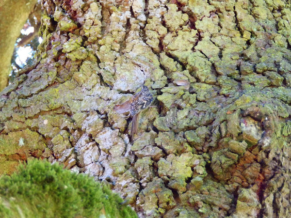 Brown creeper | Project Noah