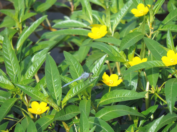 Creeping Water Primrose | Project Noah