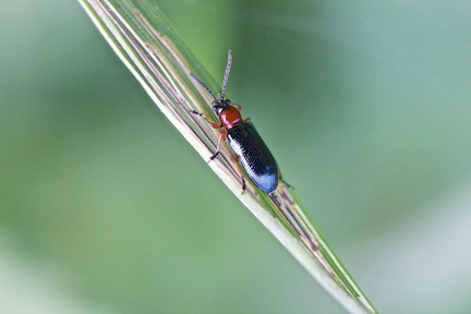 Cereal Leaf Beetle | Project Noah