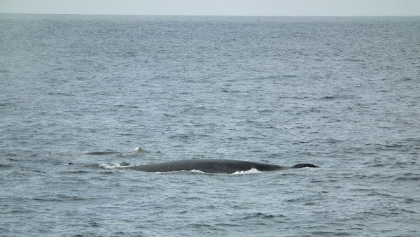 Fin Whale | Project Noah