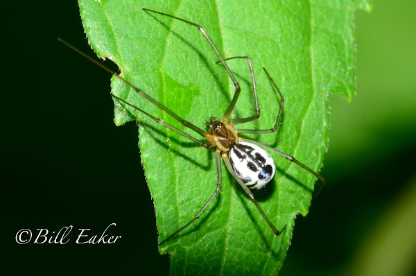 Filmy Dome Spider | Project Noah