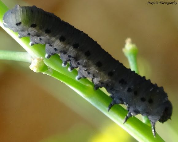 Mustard Sawfly Larva | Project Noah