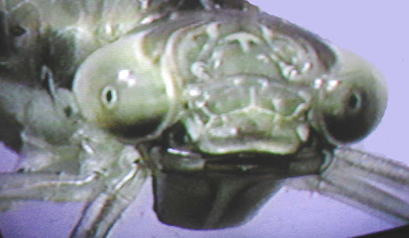 dragonfly naiad | Project Noah