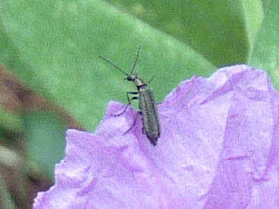 Mosca Española | Project Noah