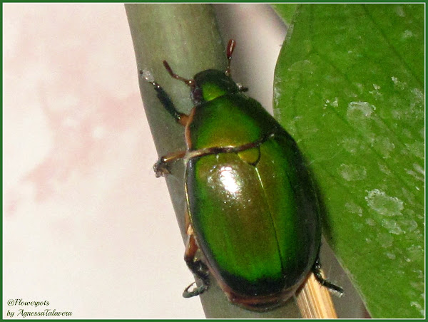 Anomala Scarab Beetle | Project Noah