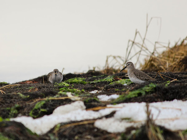 Dunlin (non breeding plumage) | Project Noah
