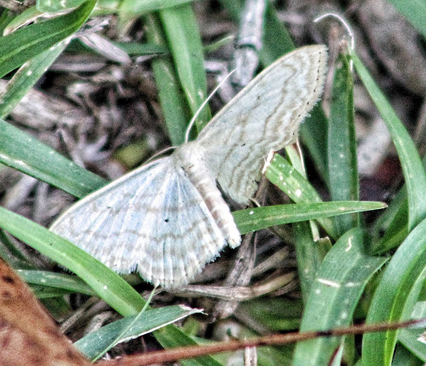 Dot-Lined Wave Moth | Project Noah