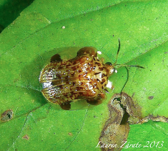 Tortoise Shell Leaf Beetle | Project Noah