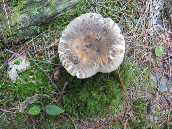 dead deer Russula | Project Noah
