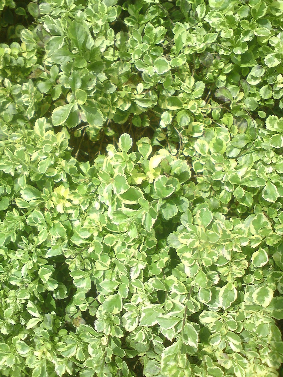 Duranta 'Variegated Dwarf' | Project Noah