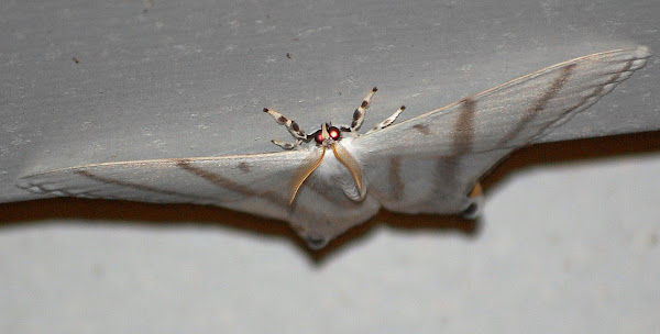 White moth | Project Noah